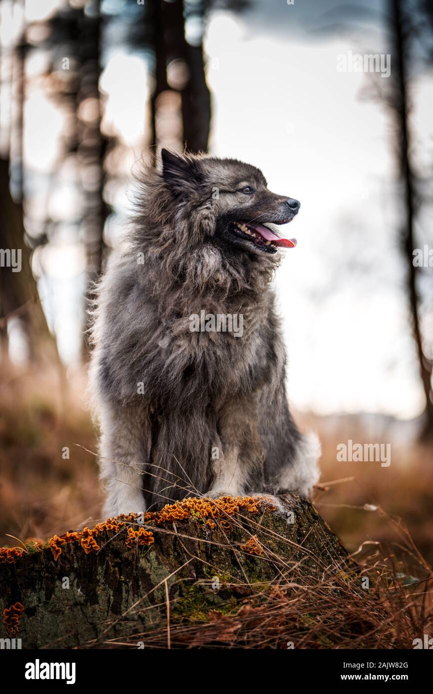German spitz dog hi-res stock photography and images - Alamy