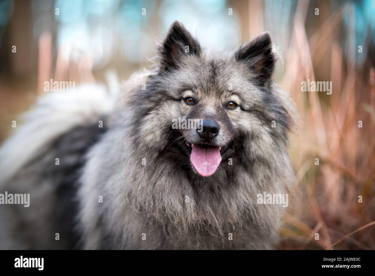 Portrait of the dog Keeshond or Wolfspitz in outdoor Stock Photo - Alamy