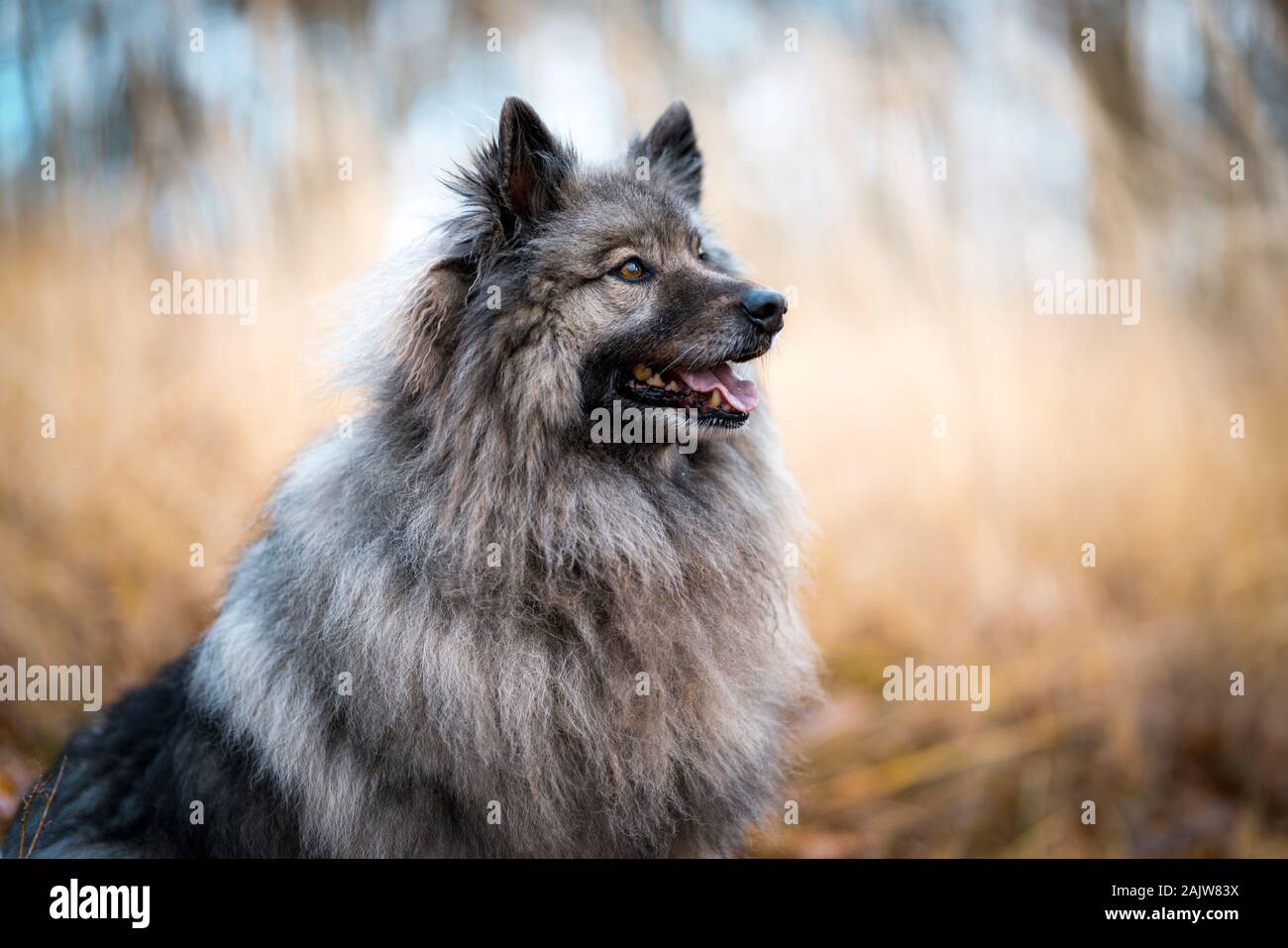 Portrait of the dog Keeshond or Wolfspitz in outdoor Stock Photo - Alamy