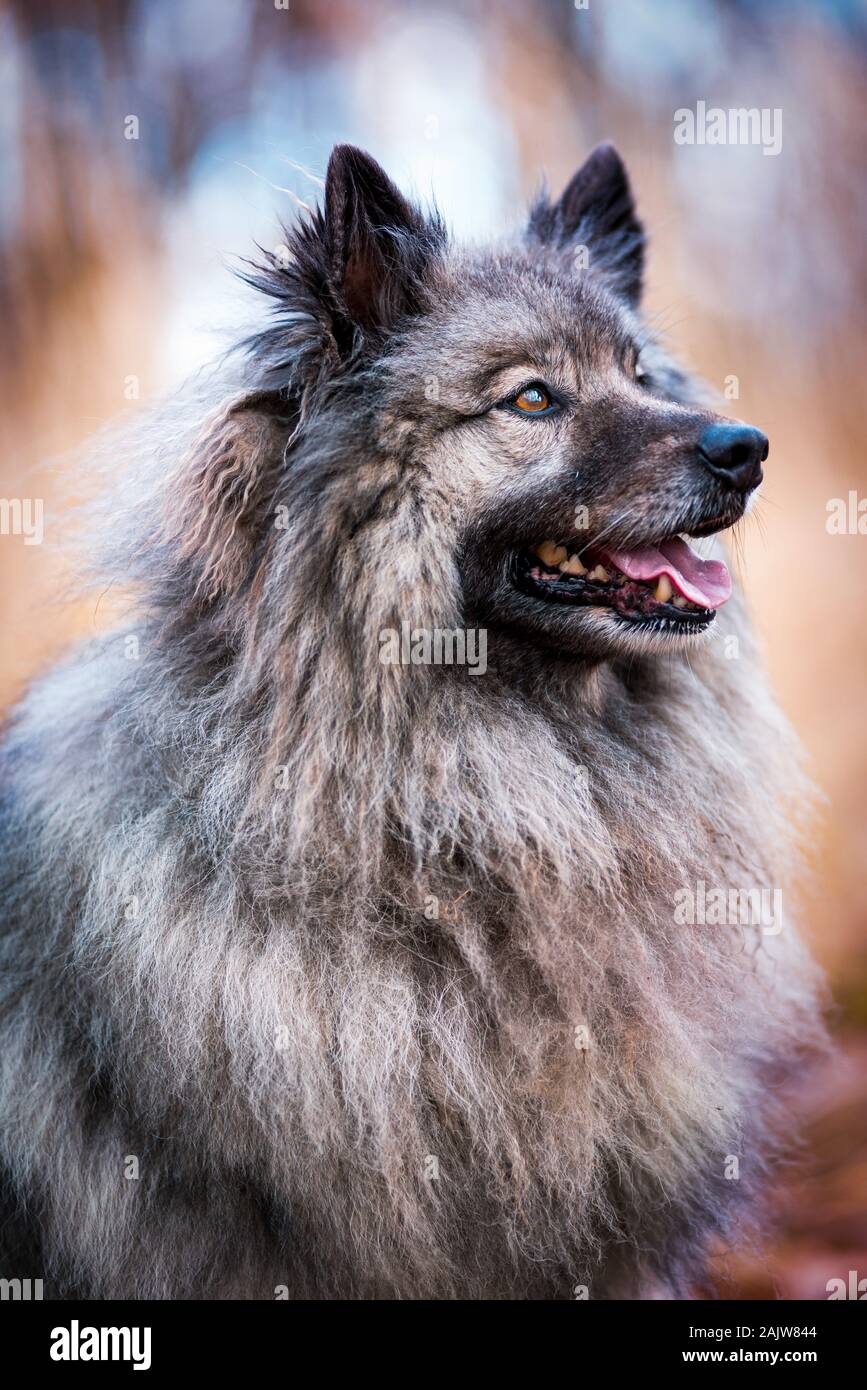 Portrait of the dog Keeshond or Wolfspitz in outdoor Stock Photo - Alamy