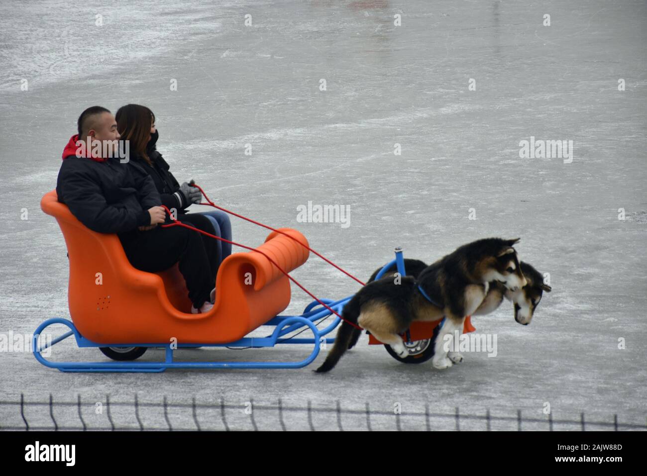 Beijing, China. 5th Jan, 2020. ''dog sled'' ice vehicle made of husky ...