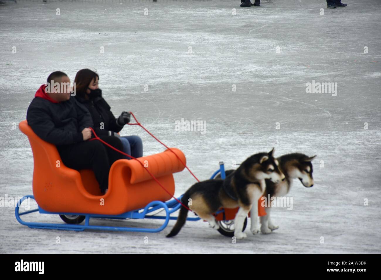 Beijing, China. 5th Jan, 2020. ''dog sled'' ice vehicle made of husky ...
