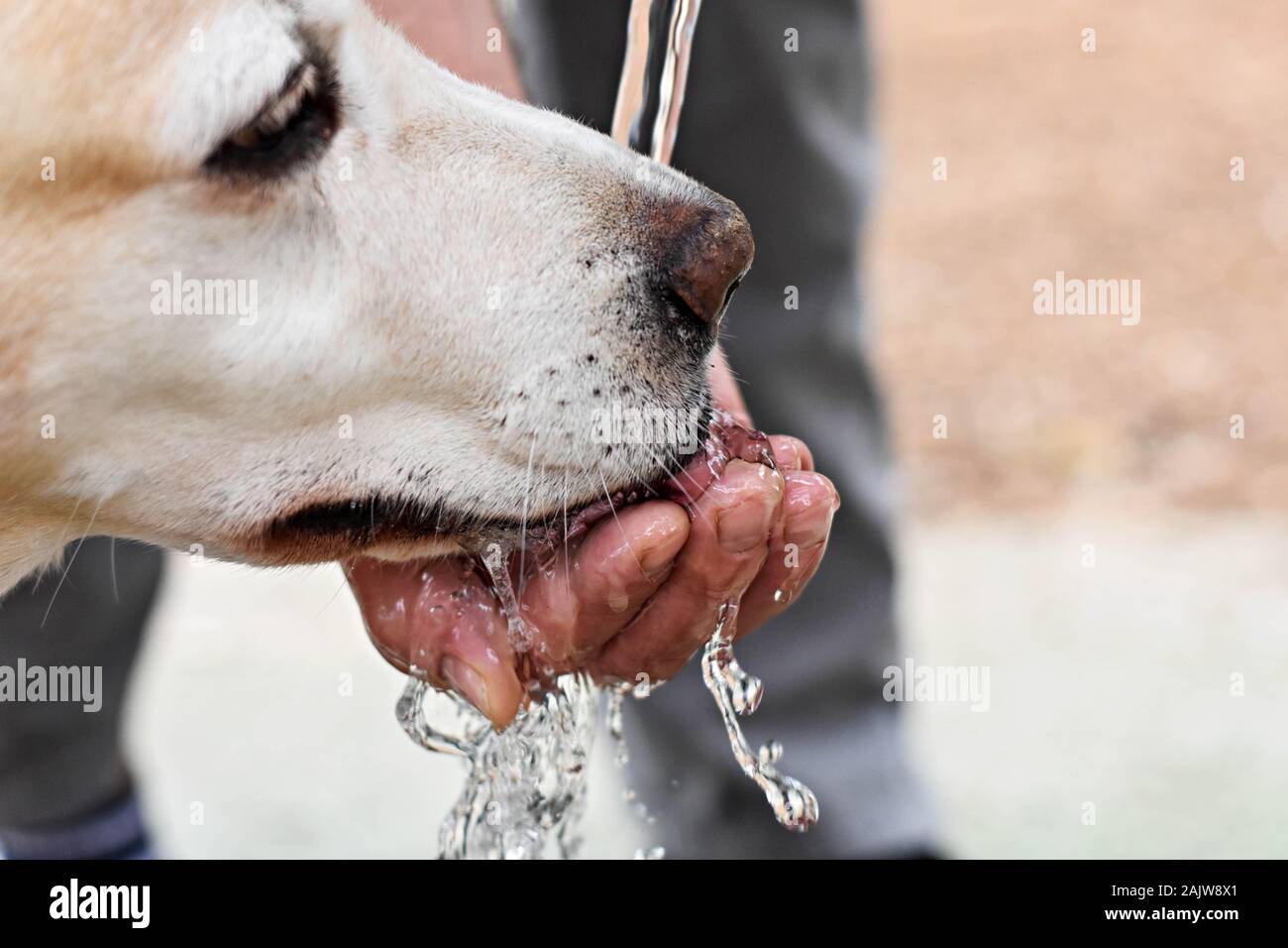 Cute Labrador retriever dog drinking water from owner hand/ Conceptual ...