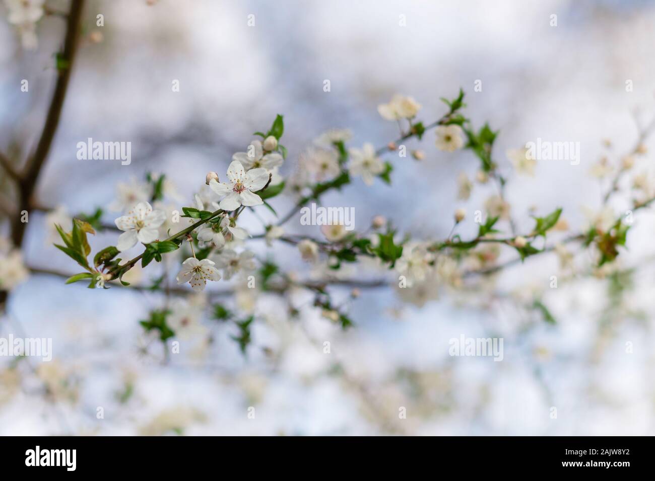 Plum mirabelle flowers hi-res stock photography and images - Alamy
