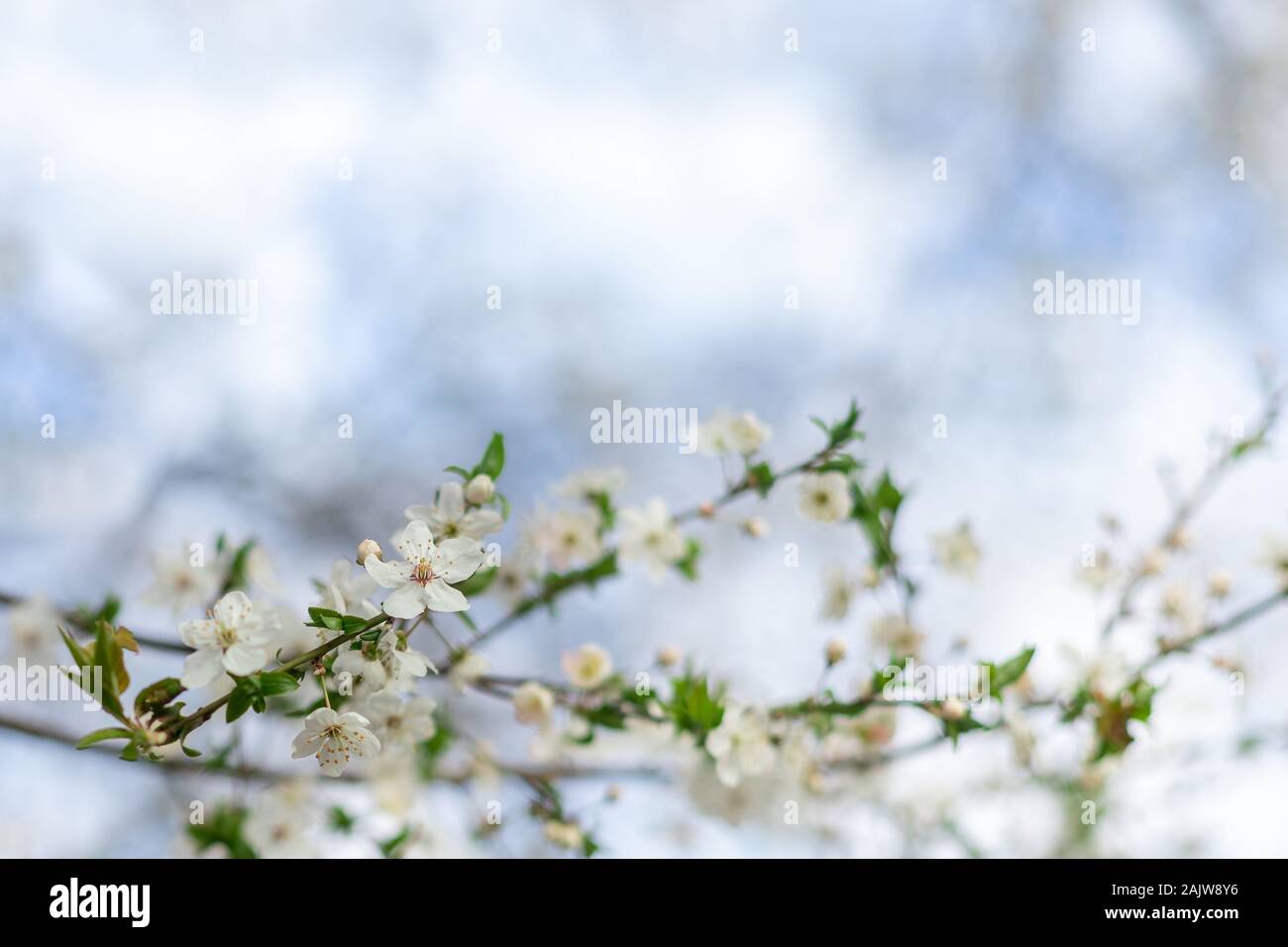 Flower of fruit tree on a light background. Background with white ...
