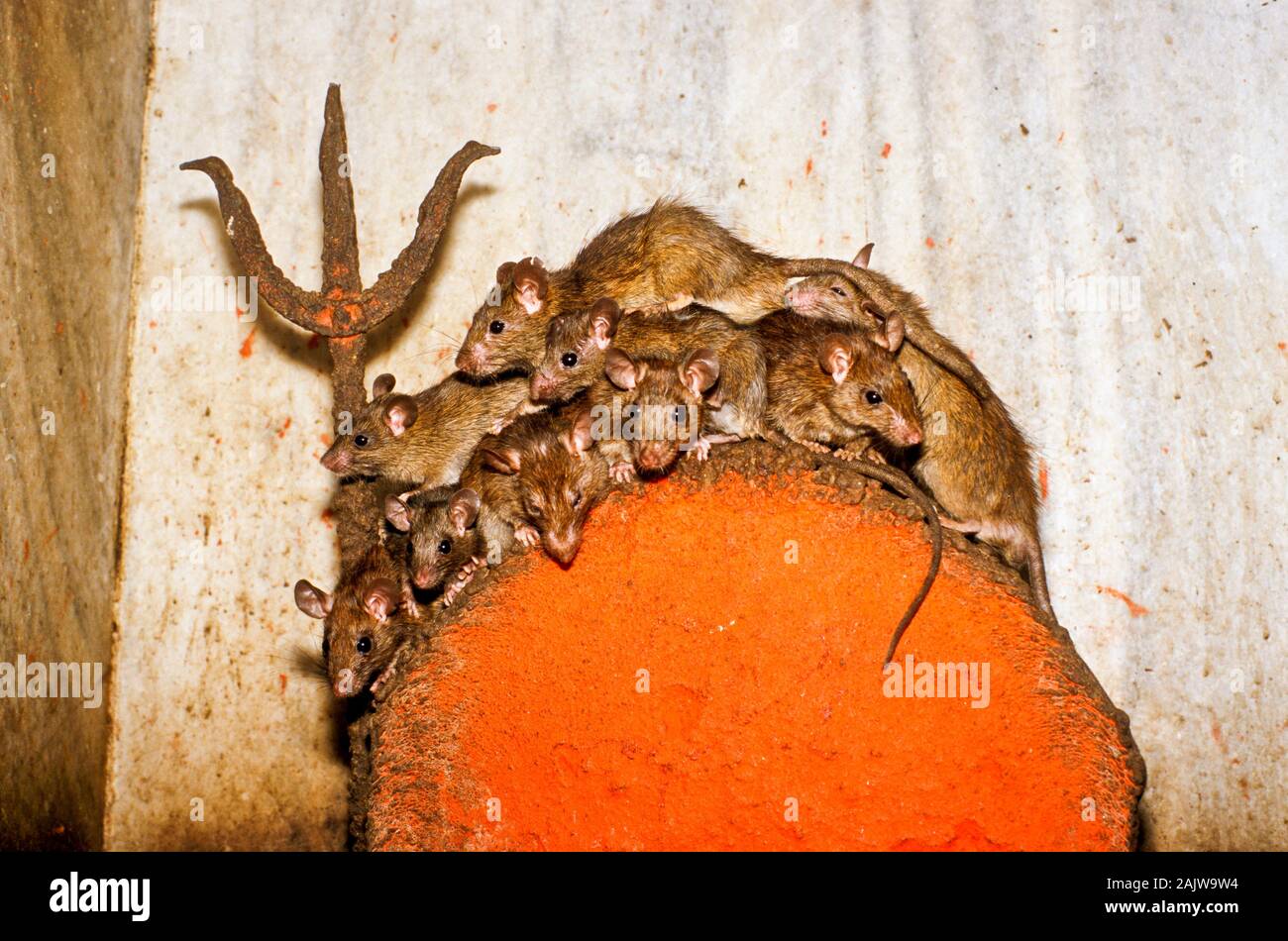 Indians praying shrine karni mata temple hi-res stock photography and ...