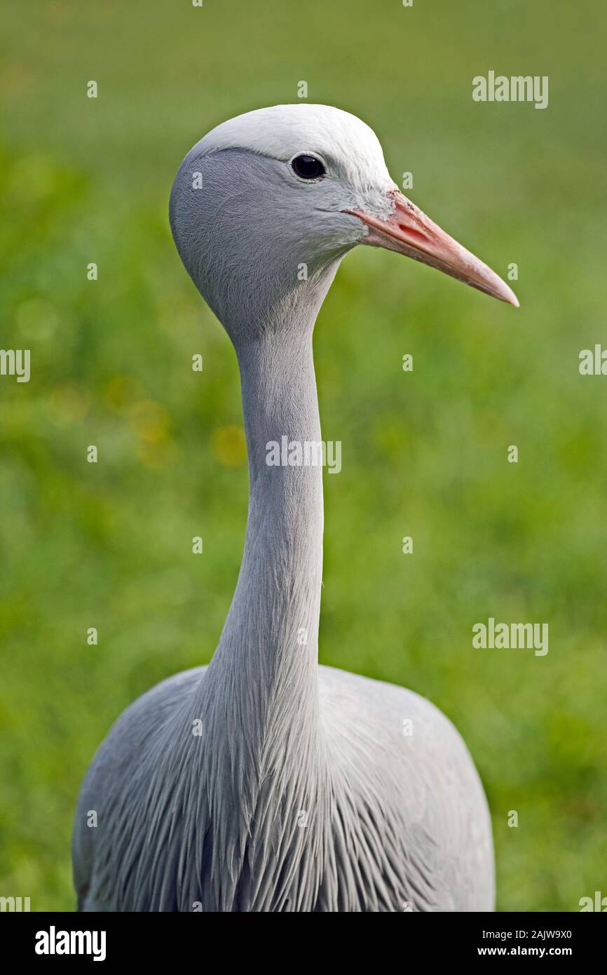 BLUE, STANLEY or PARADISE CRANE (Anthropoides paradisea). National bird ...