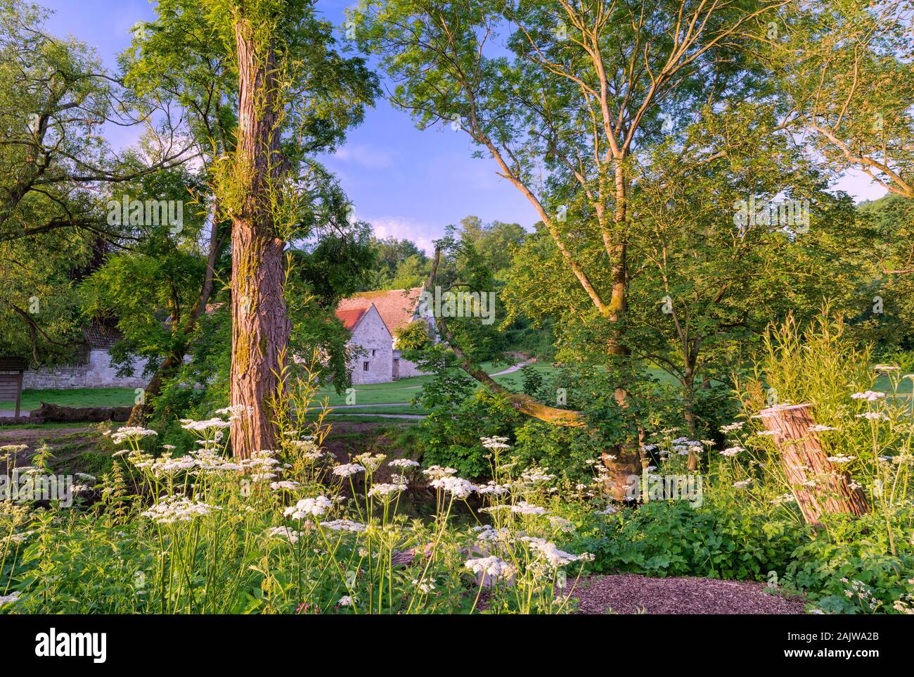 Robin sat under a tree Stock Photo - Alamy