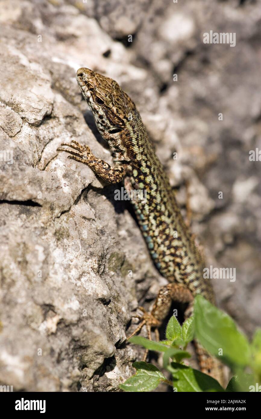 Lizards up close hi-res stock photography and images - Alamy