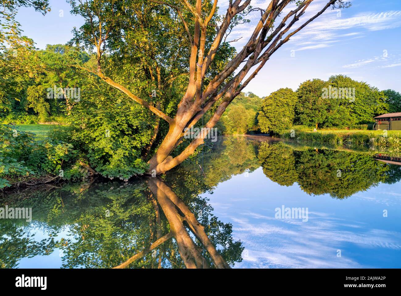 Uk sat under tree hi-res stock photography and images - Alamy