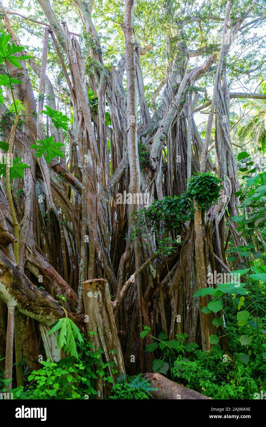 picture of a huge banyan tree at the Kawela Bay Beach Park at Oahu ...