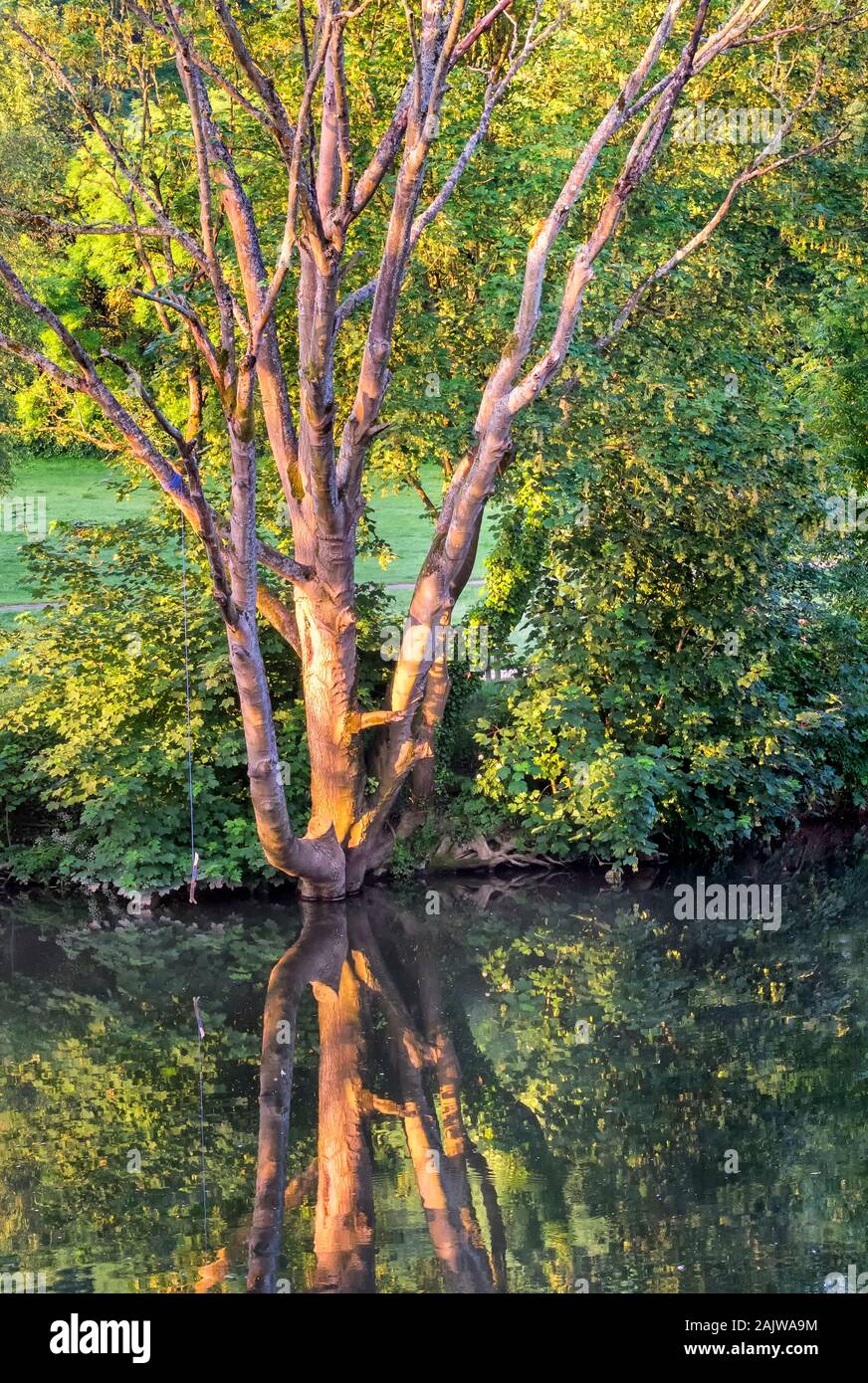 Robin sat under a tree hi-res stock photography and images - Alamy