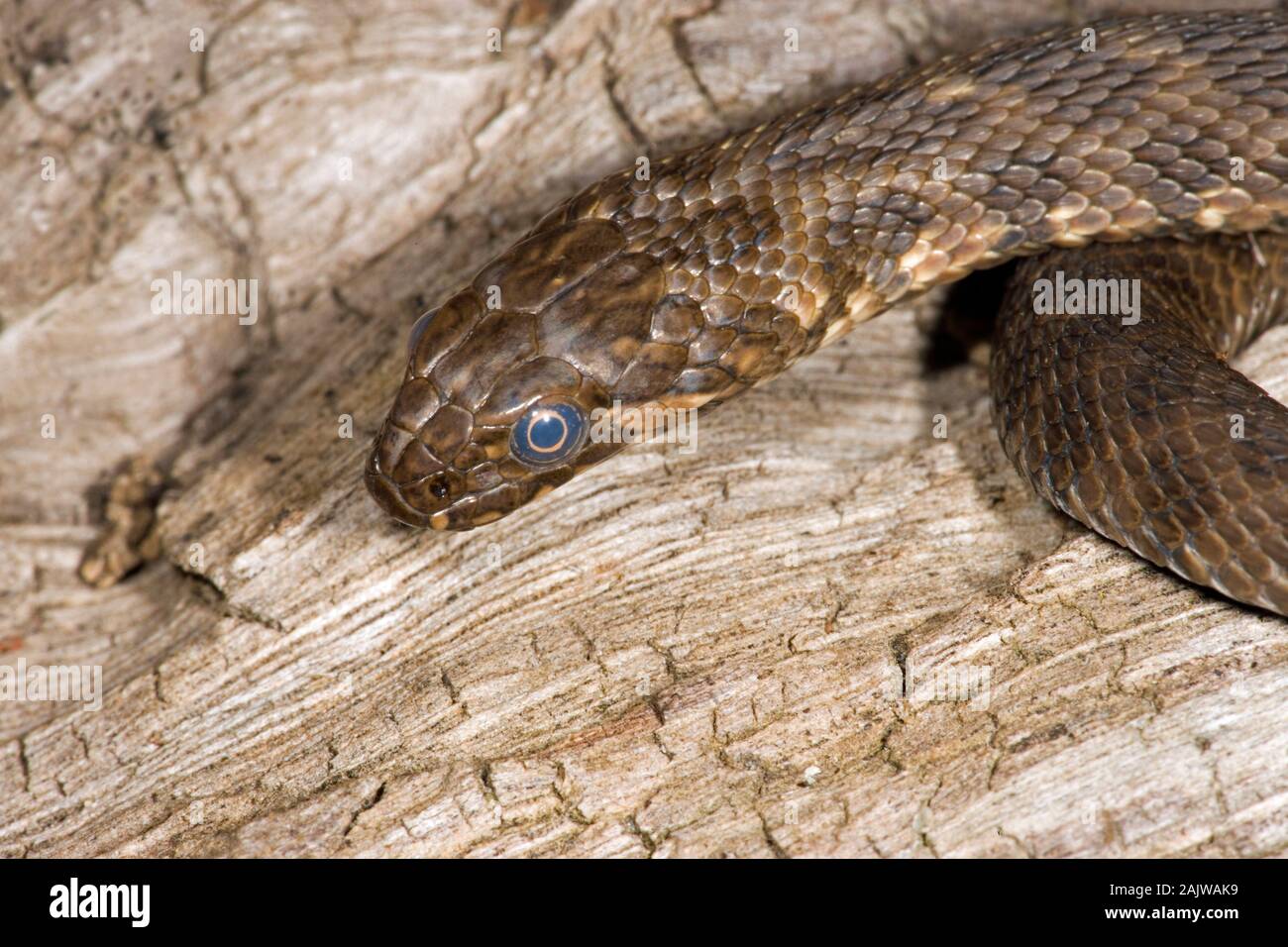 VIPERINE SNAKE (Natrix maura). About to slough n.b. opaque ...