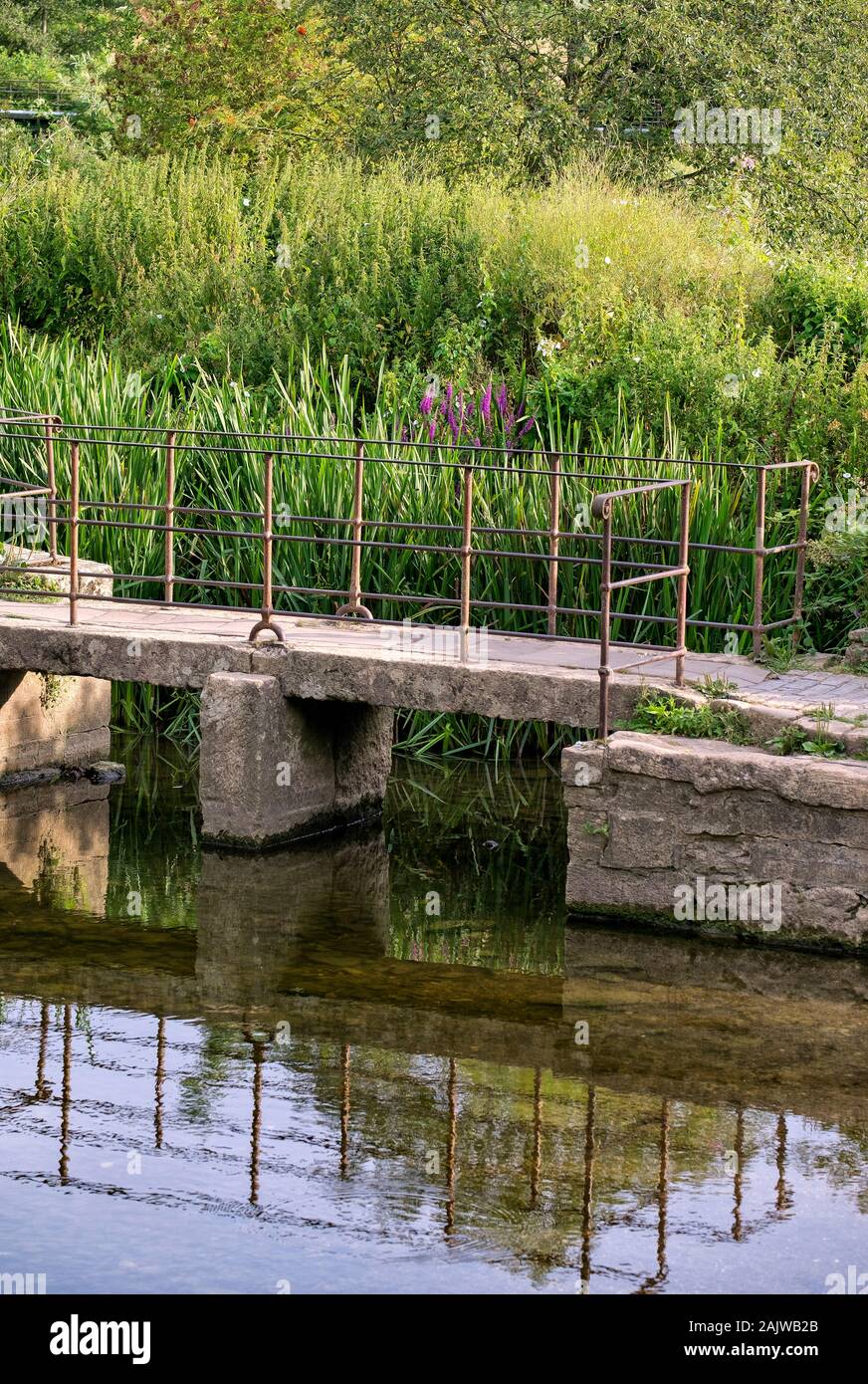 Robin sat under a tree Stock Photo - Alamy