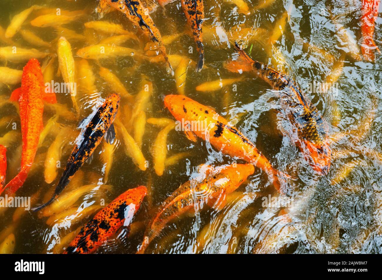 picture of masses of koi in a pond Stock Photo - Alamy