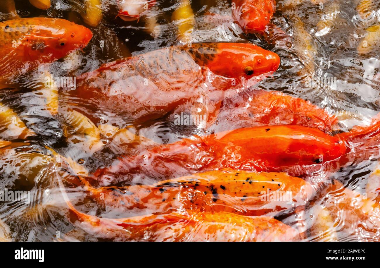 picture of masses of koi in a pond Stock Photo - Alamy