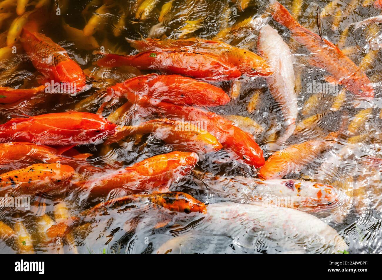 Picture of koi hi-res stock photography and images - Alamy