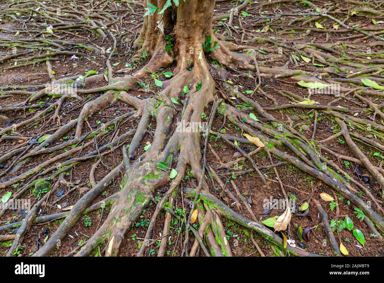 picture of roots of a banyan tree Stock Photo - Alamy
