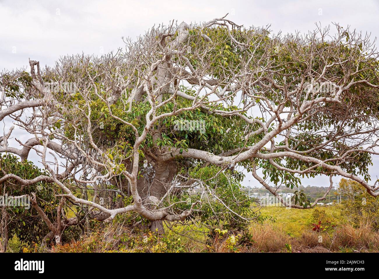 The spreading branches of a healthy tree growing on the edges of a ...