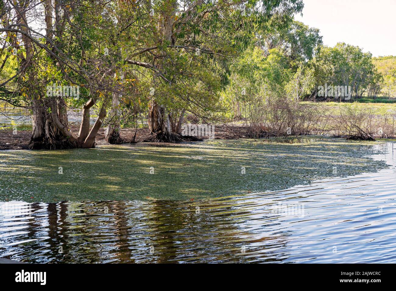 Seasonal flooded forest fishing hi-res stock photography and images - Alamy