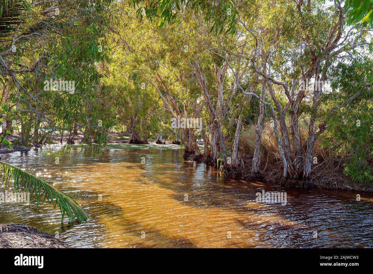 A wetland ecosystem typically flooded by water with abundant bird and ...