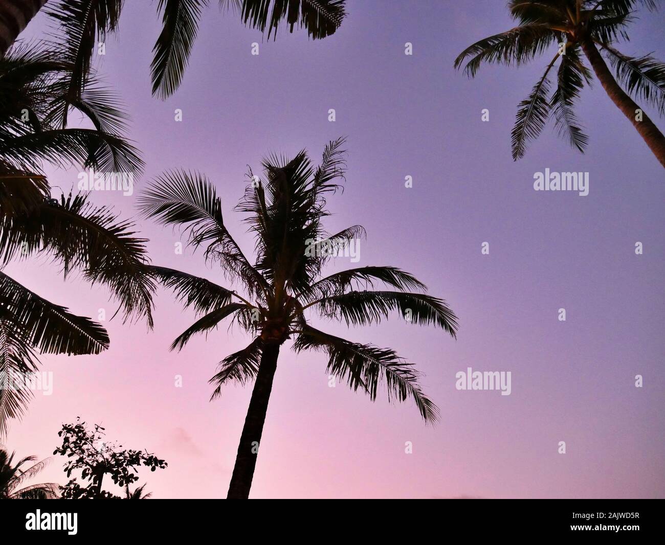 beautiful sunset under the palmtrees Stock Photo - Alamy