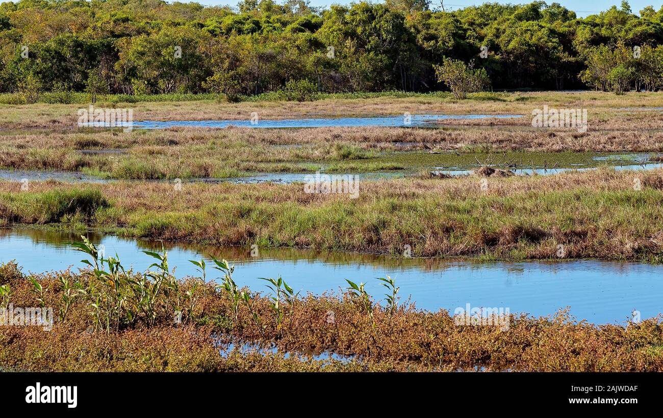 A wetland ecosystem typically flooded by water with abundant bird and ...
