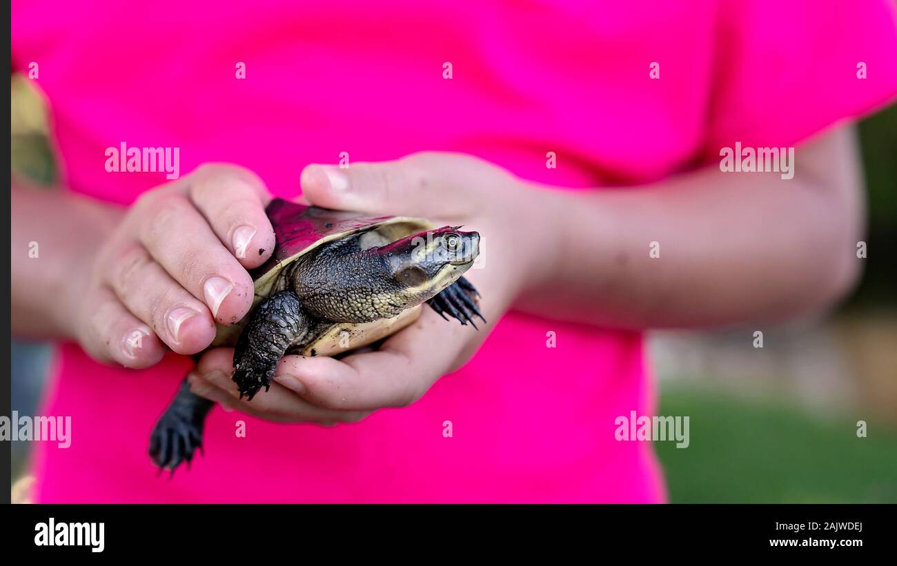 A tiny creek turtle caught in mangroves, being held in a child's hands ...