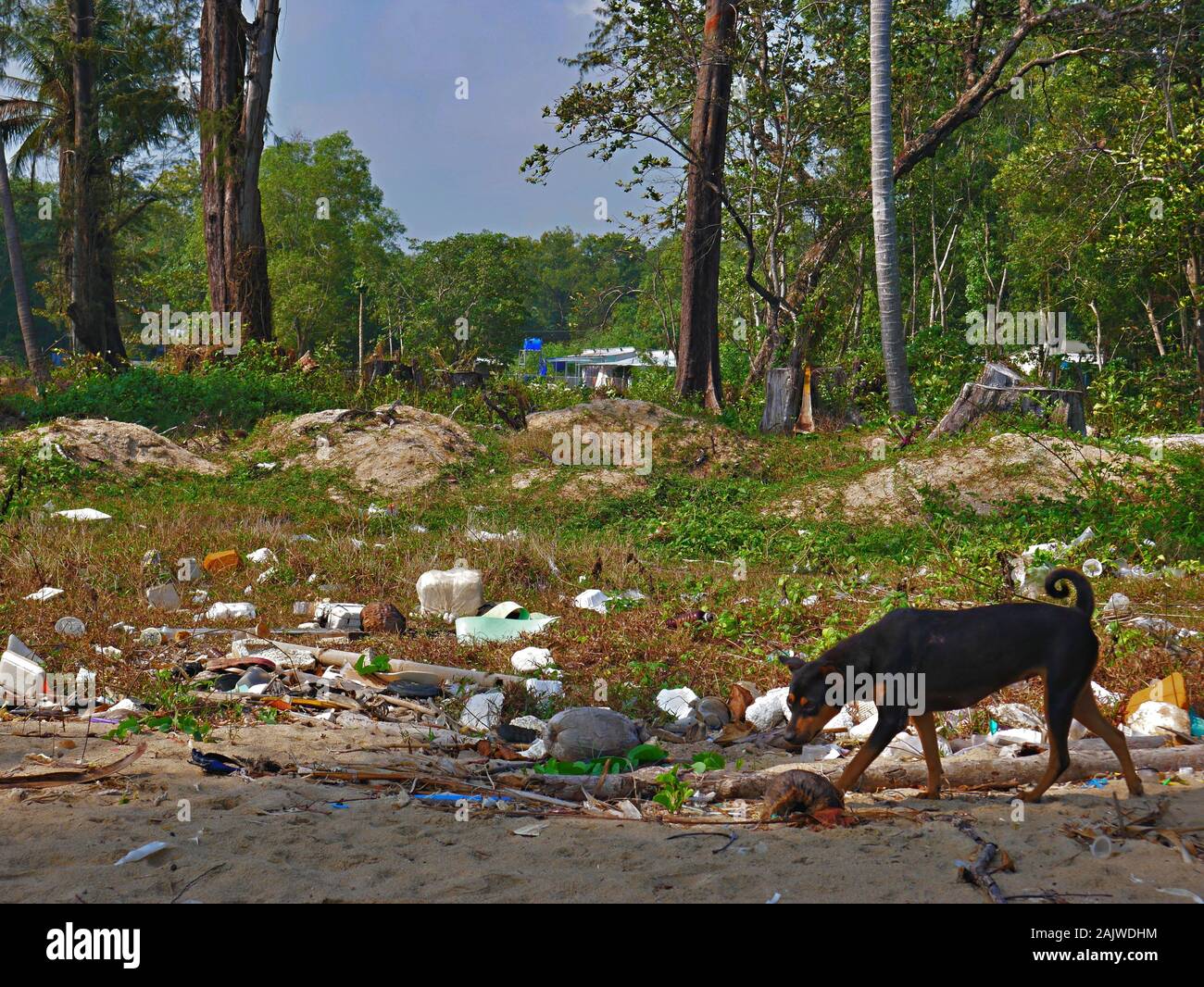 Dog searching for food at the beach Stock Photo - Alamy