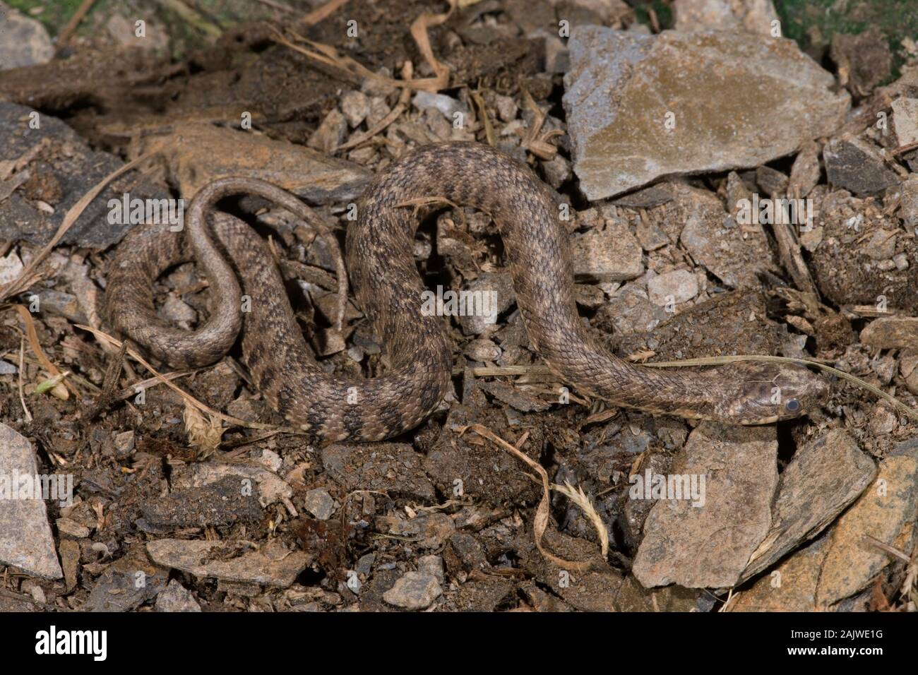 Juvenile snake shedding hi-res stock photography and images - Alamy