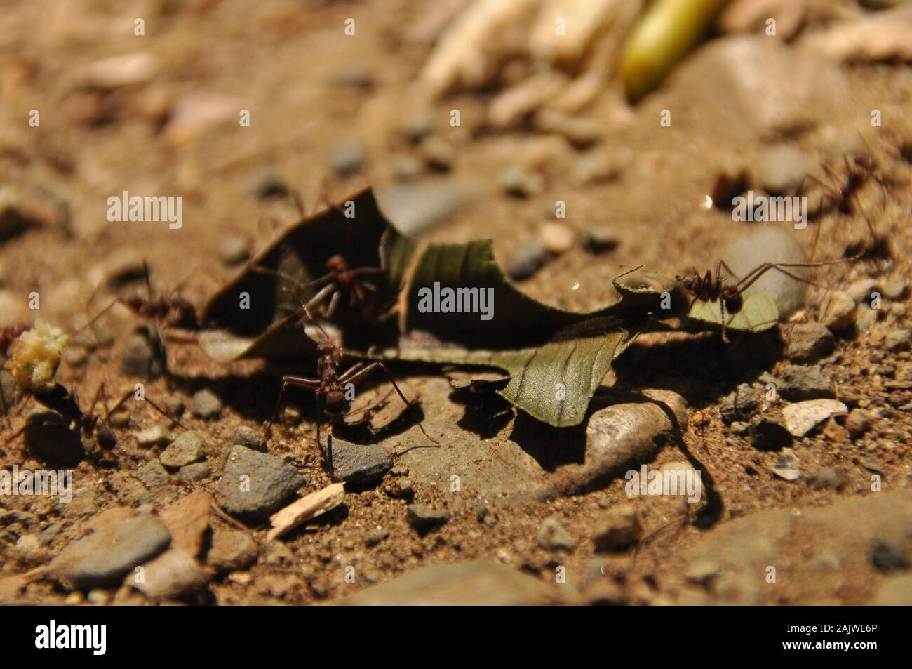 Leaf Cutting ants collect stock, leaf fragments for mushroom growing in ...