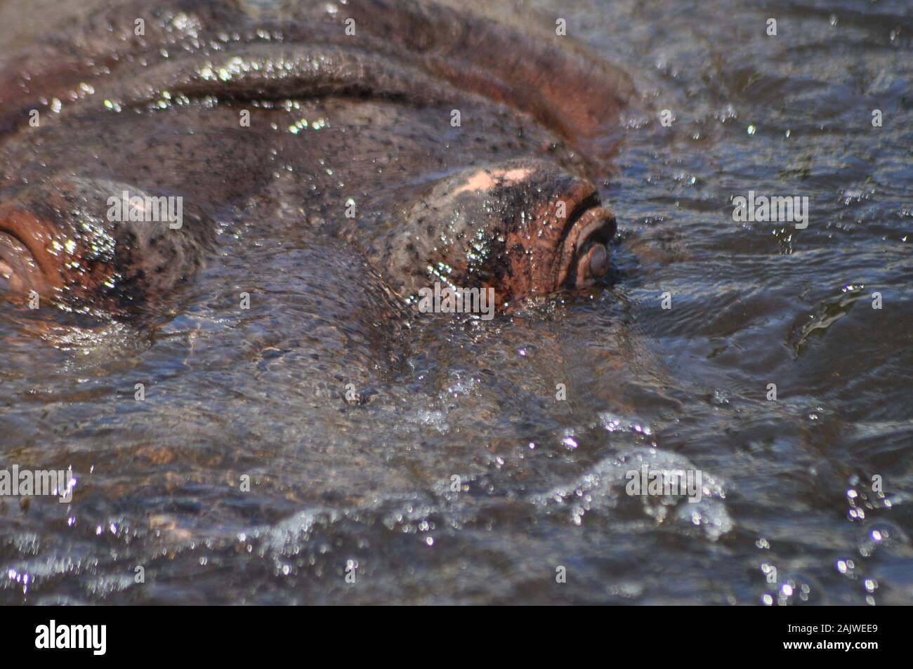 Hippo. Floating in the water a large animal living in Africa Stock ...