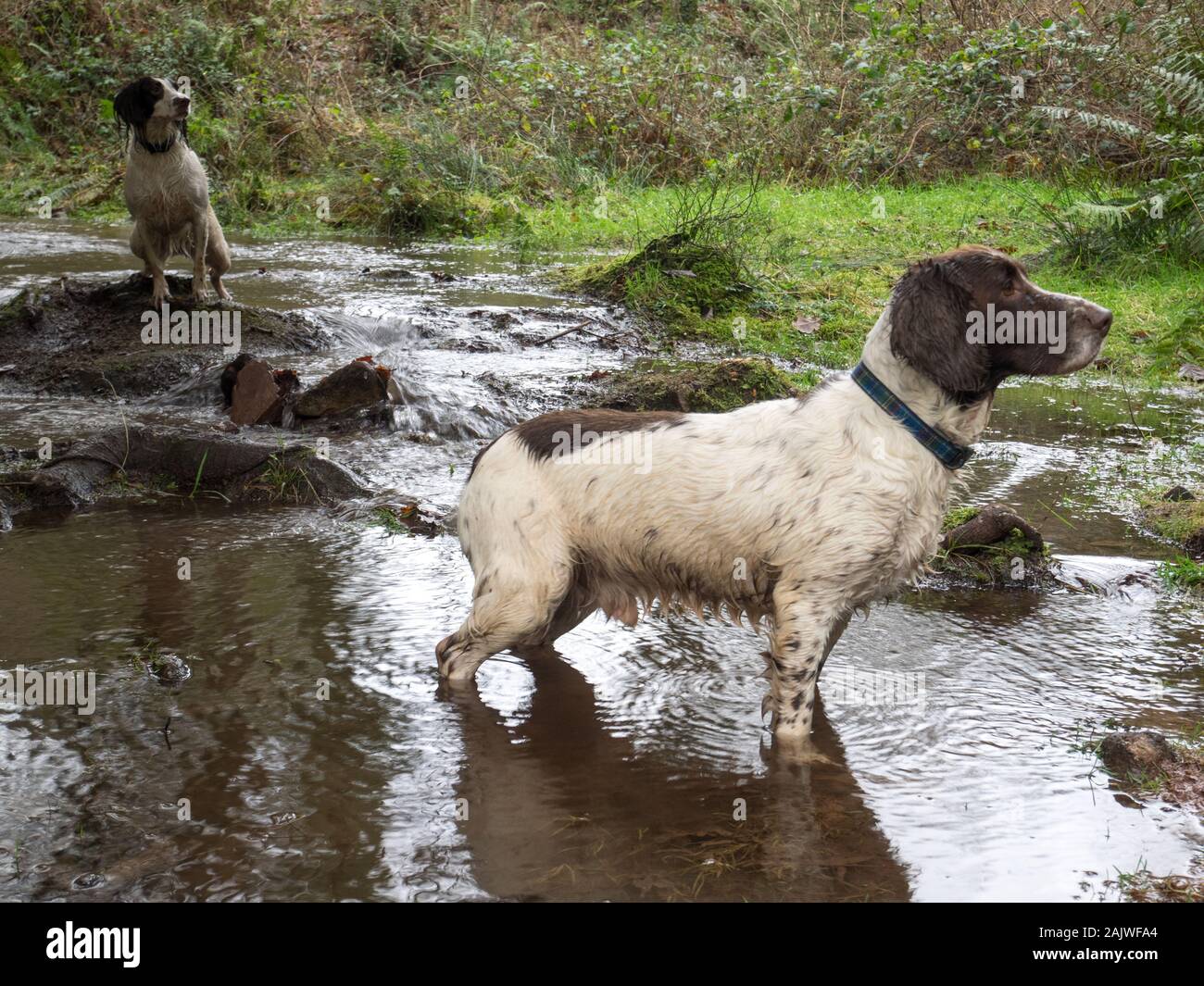 springer spaniels in river on the quantocks Stock Photo - Alamy