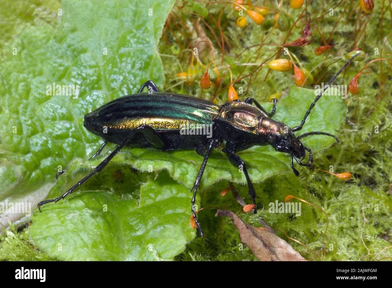 VIOLET GROUND BEETLE (Calosoma sycophanta Stock Photo - Alamy