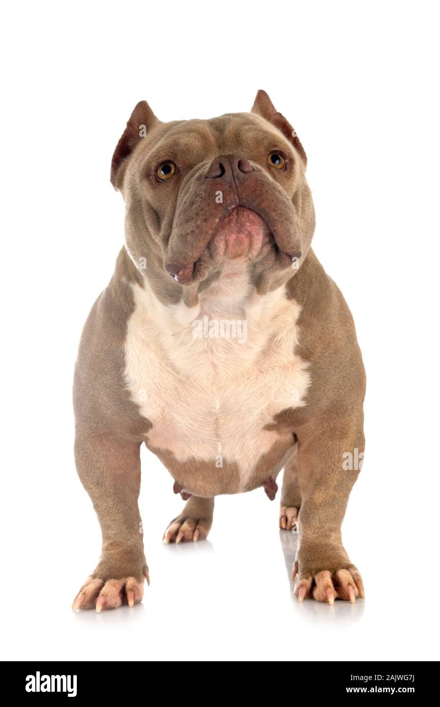 american bully in front of white background Stock Photo - Alamy