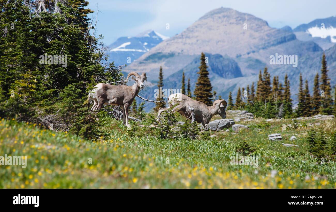 Prancing sheep hi-res stock photography and images - Alamy