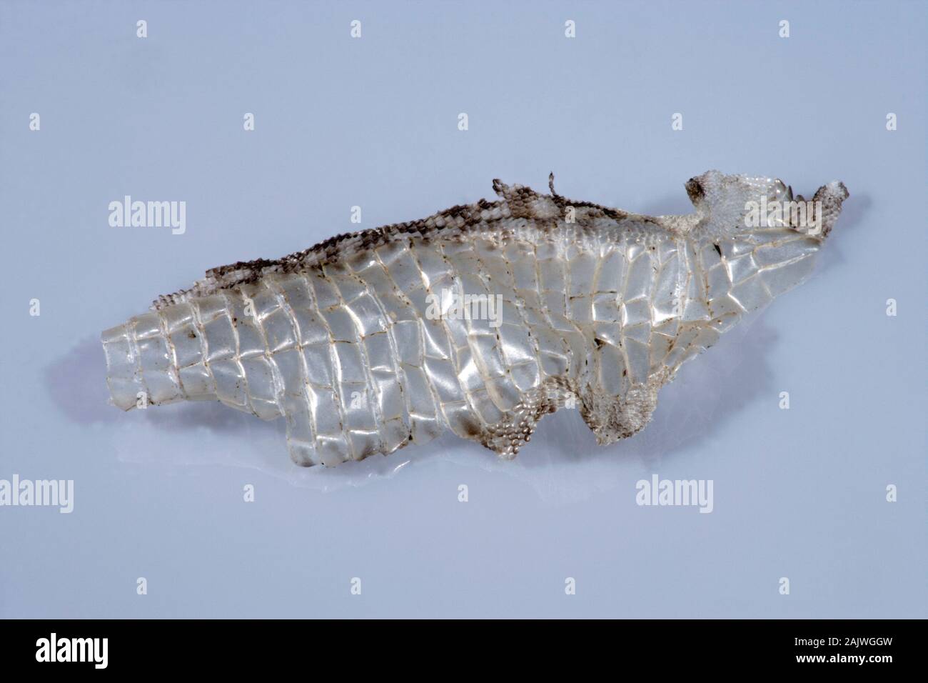 Ecdysis hi-res stock photography and images - Alamy