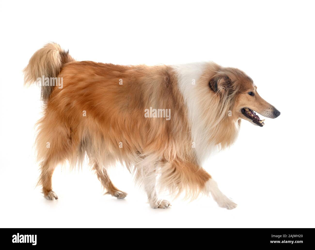 Rough Collie in front of white background Stock Photo - Alamy