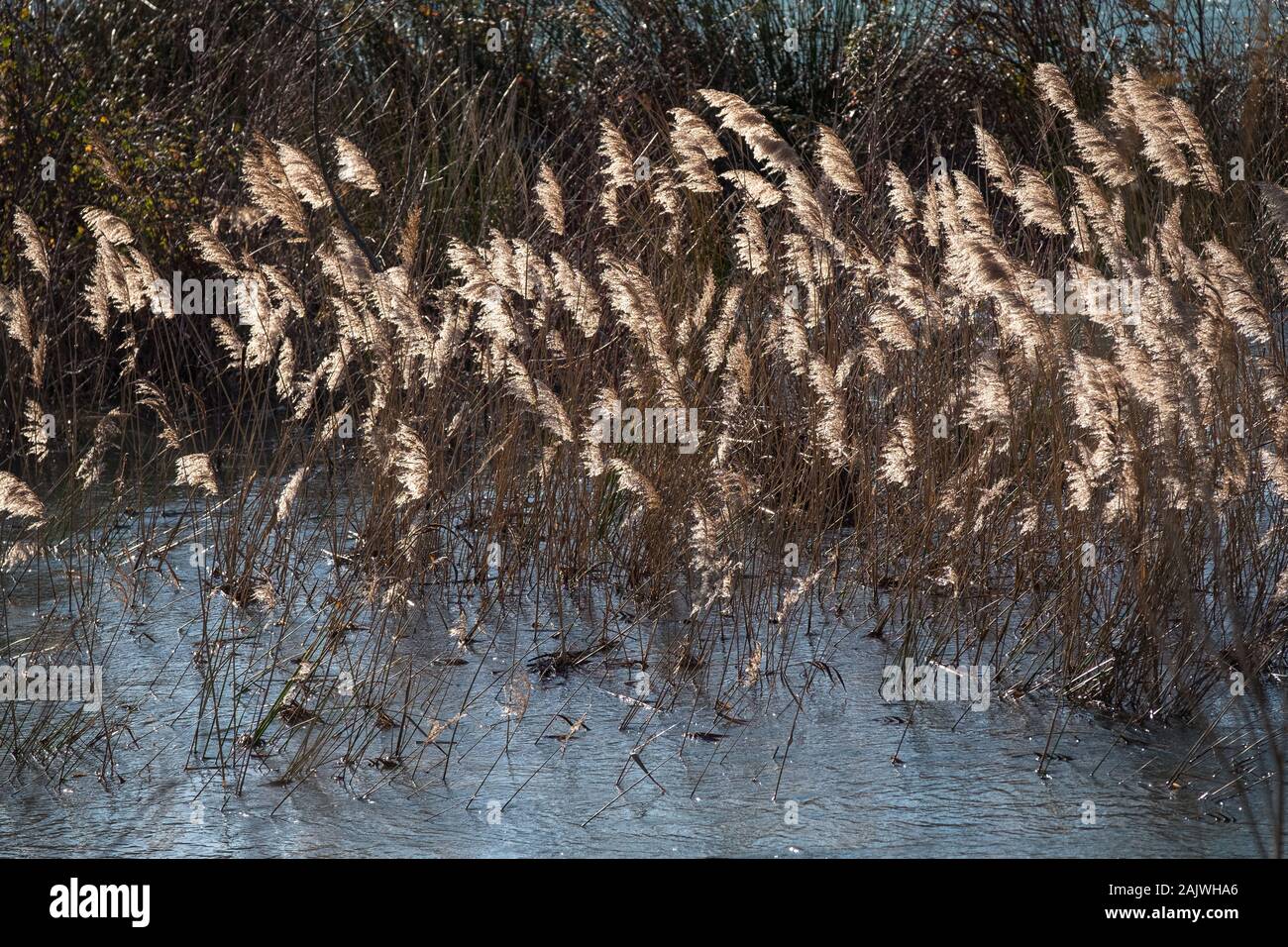 Reeds roseaux hi-res stock photography and images - Alamy