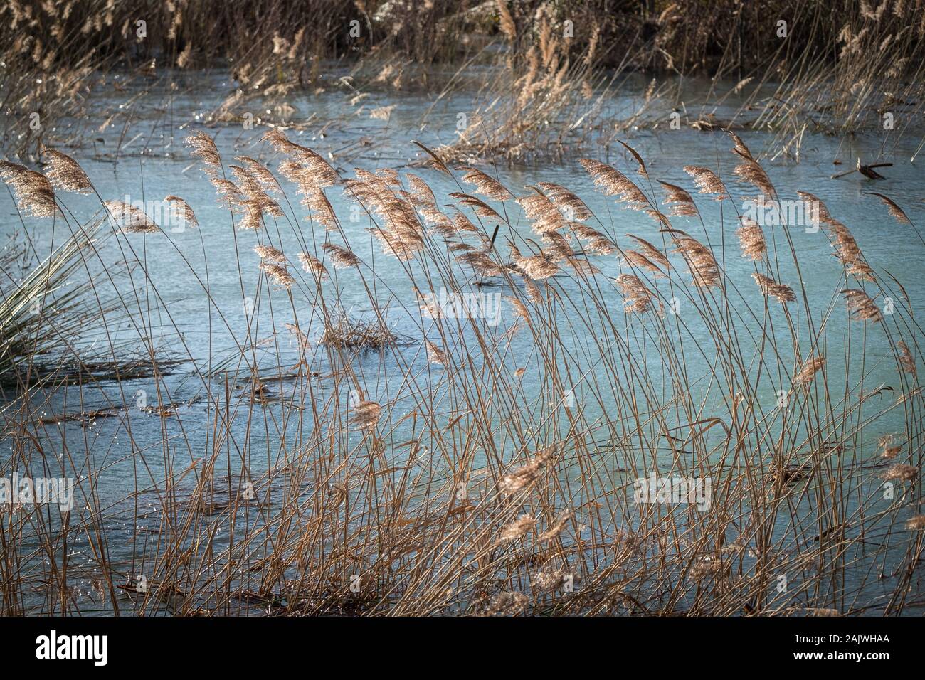Reeds roseaux hi-res stock photography and images - Alamy
