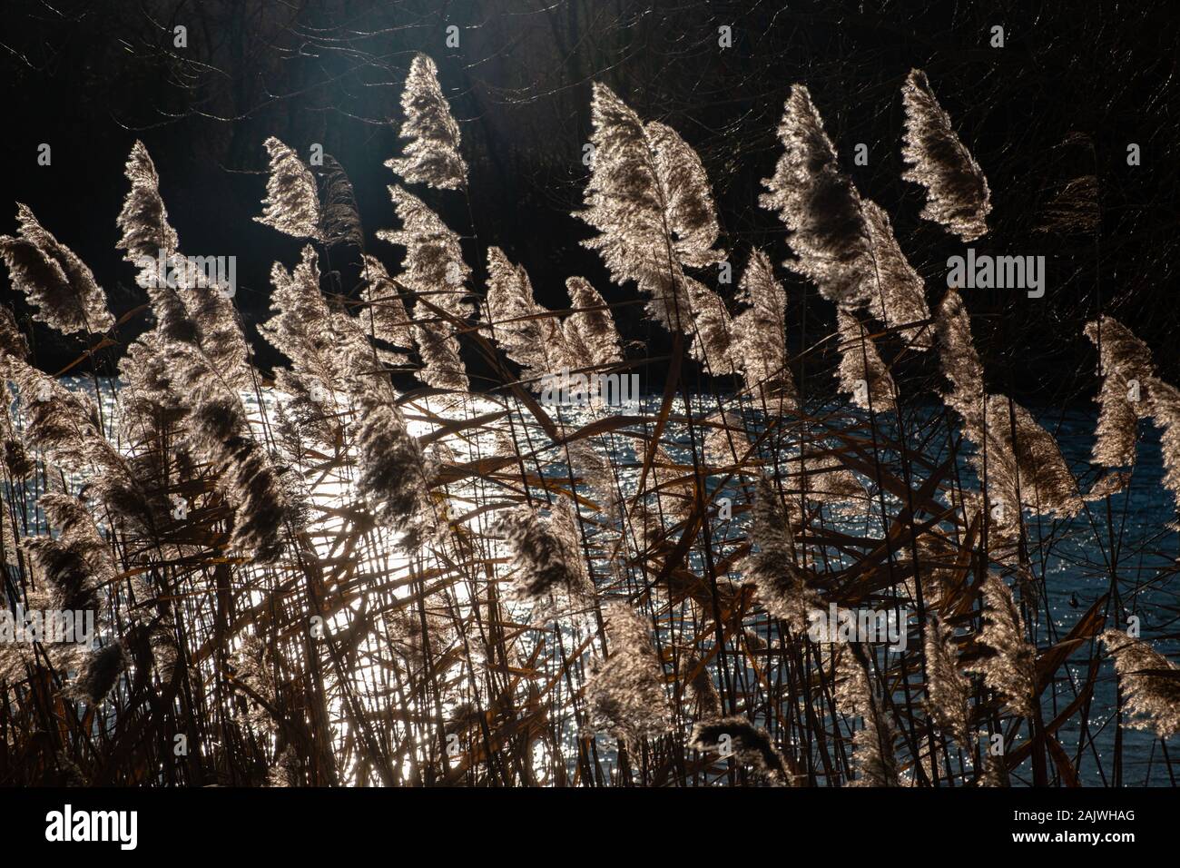 Reeds roseaux hi-res stock photography and images - Alamy