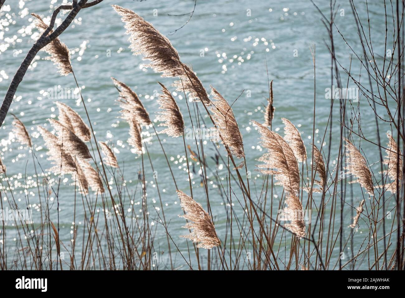 Reeds roseaux hi-res stock photography and images - Alamy