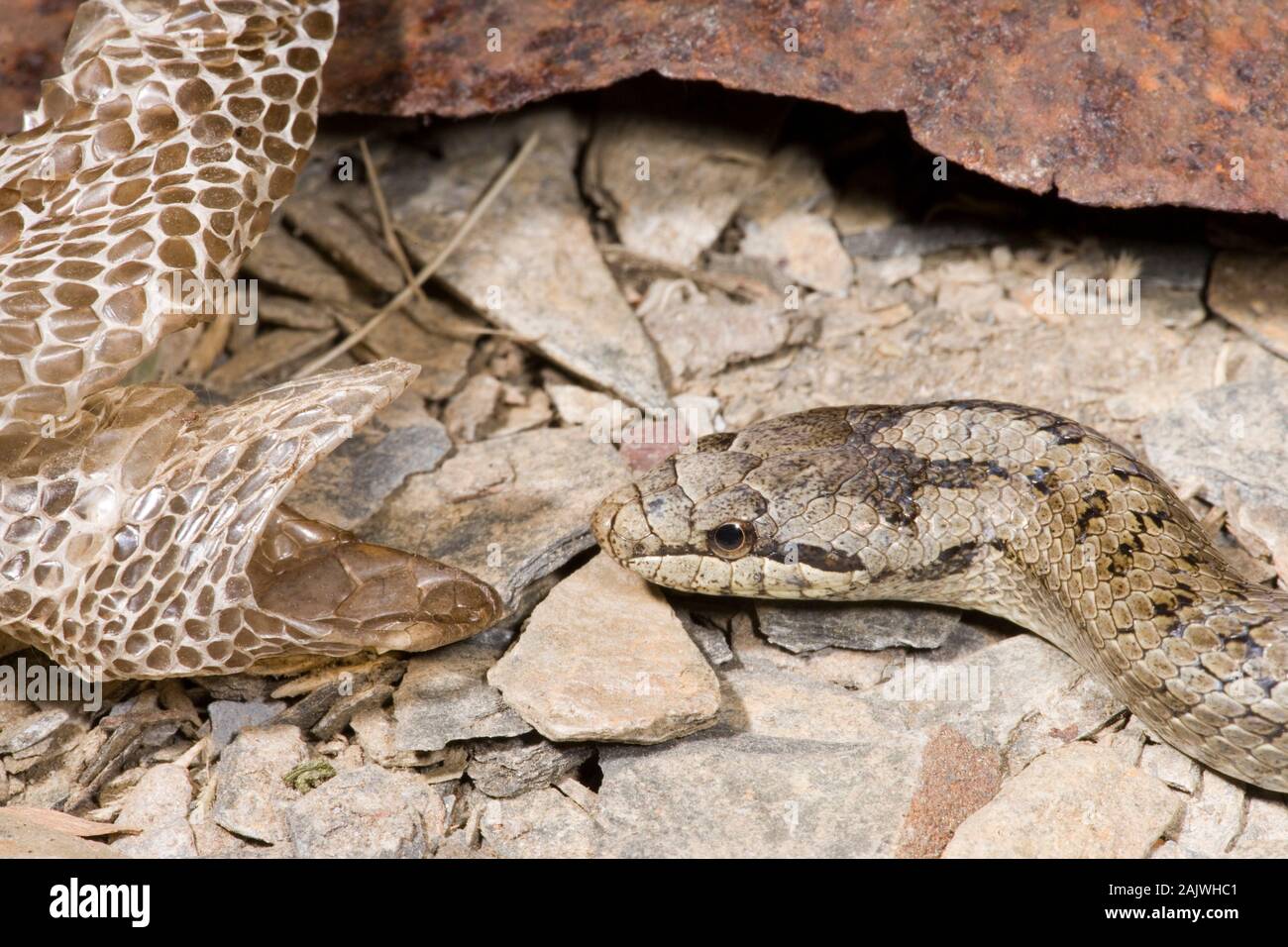 Ecdysis hi-res stock photography and images - Alamy