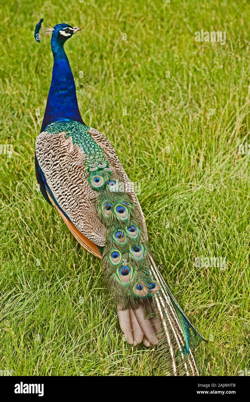 Peacock train feather hi-res stock photography and images - Alamy