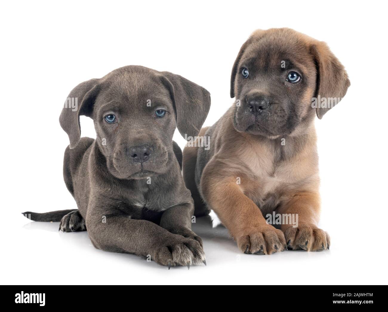 puppies italian mastiff in front of white background Stock Photo - Alamy