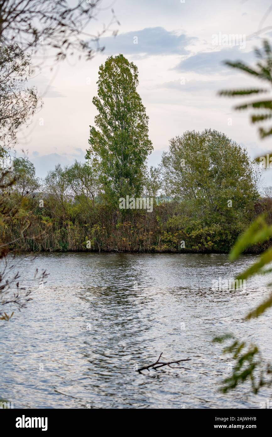 Huge green poplar tree stands at lake bank surrounded by autumn bushes ...