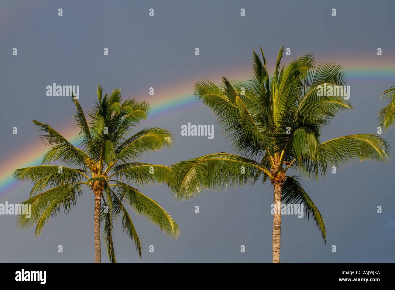 Tree with rainbow background hi-res stock photography and images - Alamy
