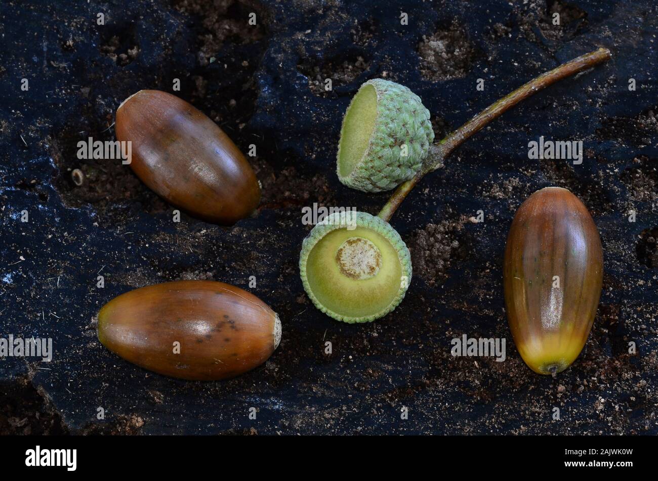 Ripe English oak acorns and cups Stock Photo - Alamy