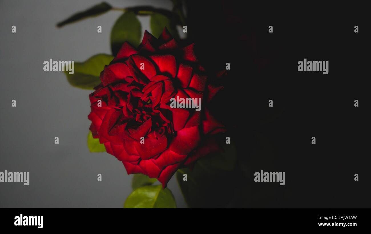 Red rose plant on the terrace of home Stock Photo - Alamy