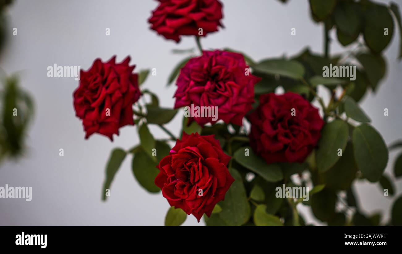 Red rose plant on the terrace of home Stock Photo - Alamy